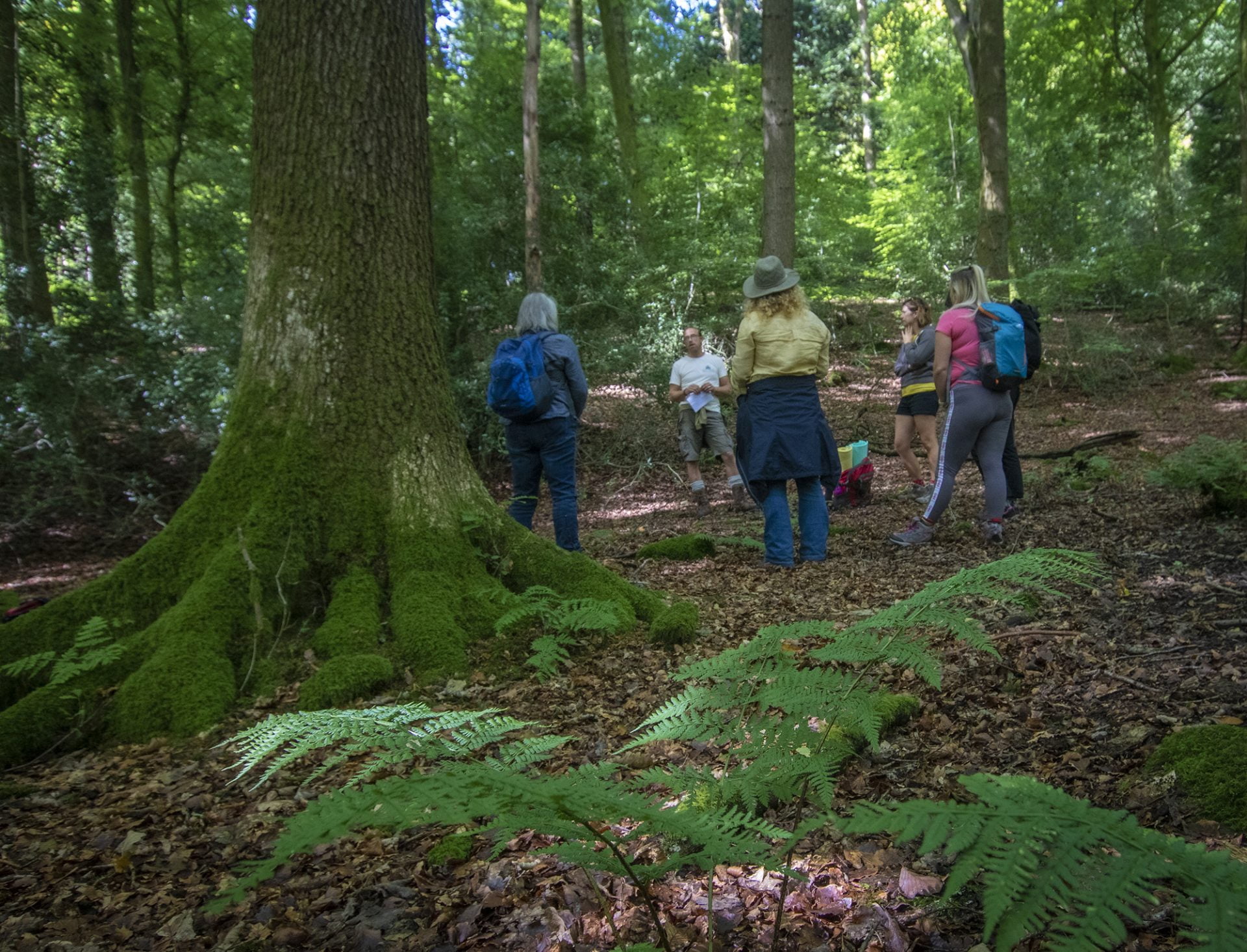 Forest Bathing | Forest Retreats